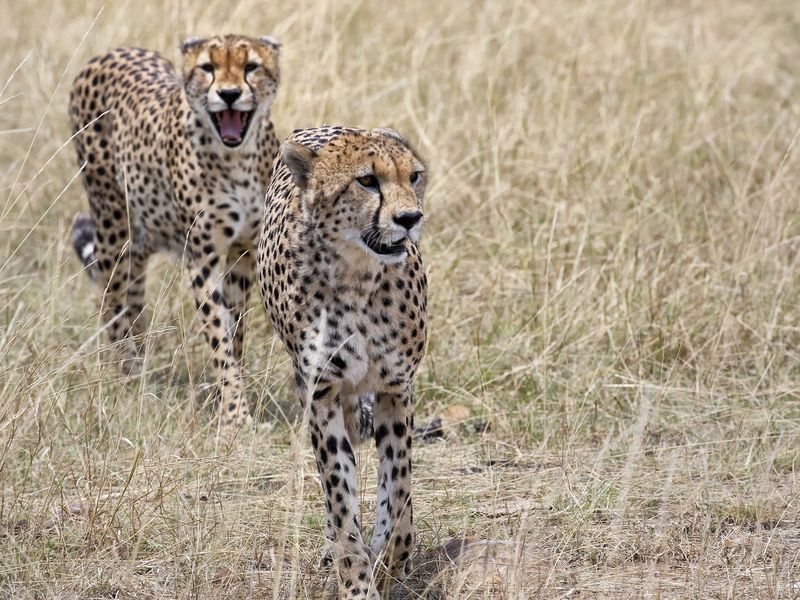 Cheeta laughing | Smithsonian Photo Contest | Smithsonian Magazine