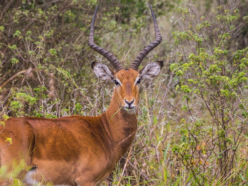 An Antelope grazing at Nairobi National Park In Kenya. | Smithsonian ...