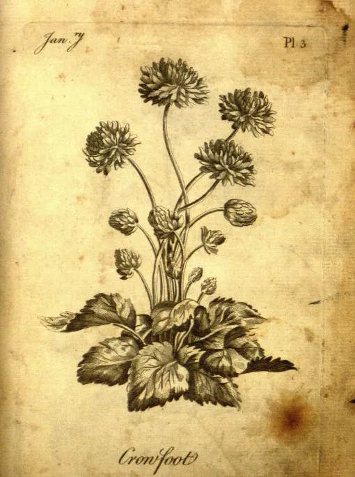 flower drawing coloring book