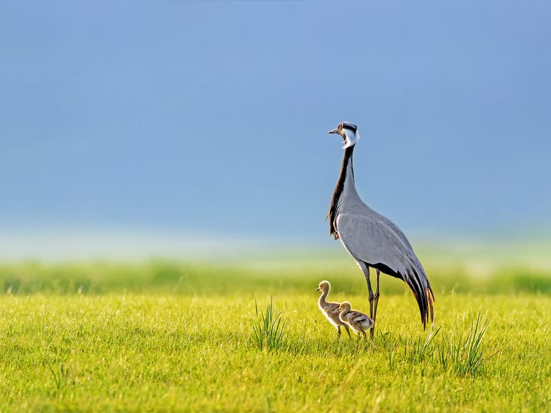 Crane Family 1 | Smithsonian Photo Contest | Smithsonian Magazine