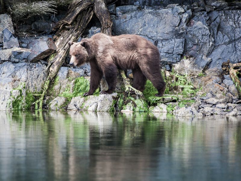Sitka Bear | Smithsonian Photo Contest | Smithsonian Magazine