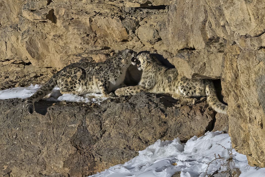 snow leopards | Smithsonian Photo Contest | Smithsonian Magazine