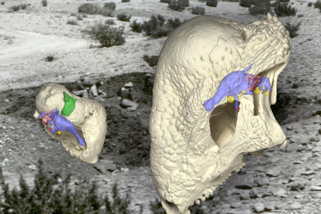 Paleontologists Probe the Bonehead that Foreshadowed Domed Dinos