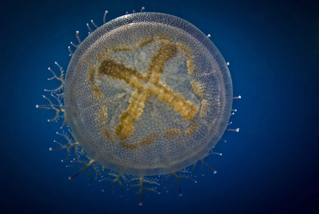 Southern tailed jellies have one of the most beautiful structures of ...