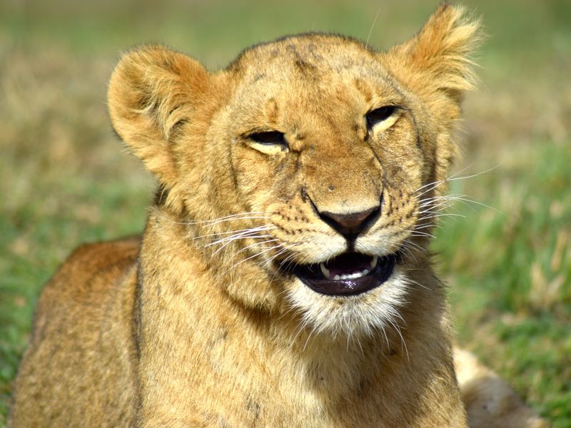 Smiling Lion during a wild life safari | Smithsonian Photo Contest ...