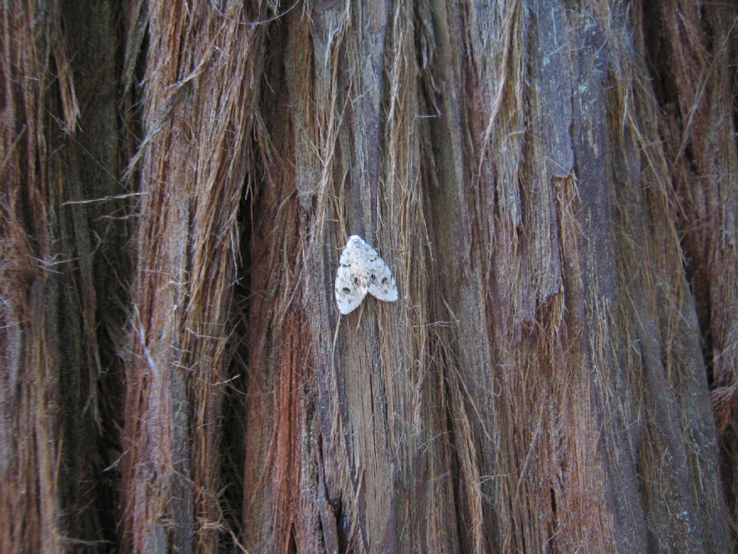Moth on Redwood tree trunk | Smithsonian Photo Contest | Smithsonian ...