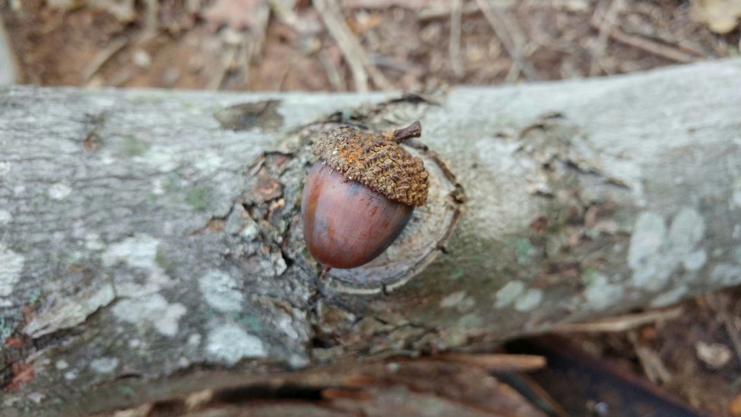 Floating Acorn | Smithsonian Photo Contest | Smithsonian Magazine