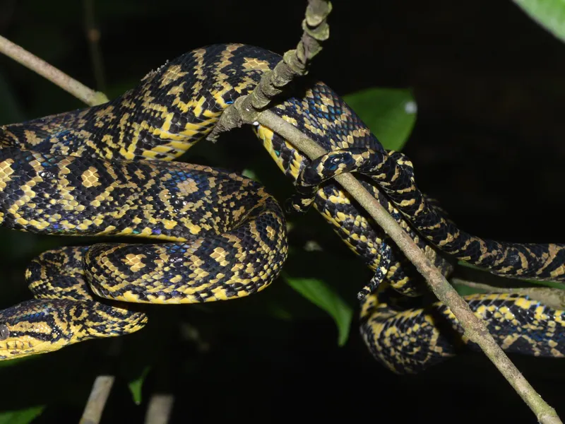 Tree Boa | Smithsonian Photo Contest | Smithsonian Magazine