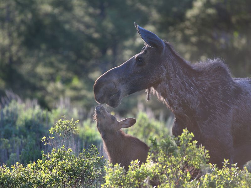 Momma & Baby Moose 2 | Smithsonian Photo Contest | Smithsonian Magazine