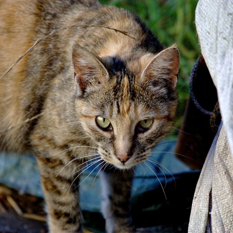 Booming Feral Cat Populations Are A Disaster, Science Here, 49% OFF