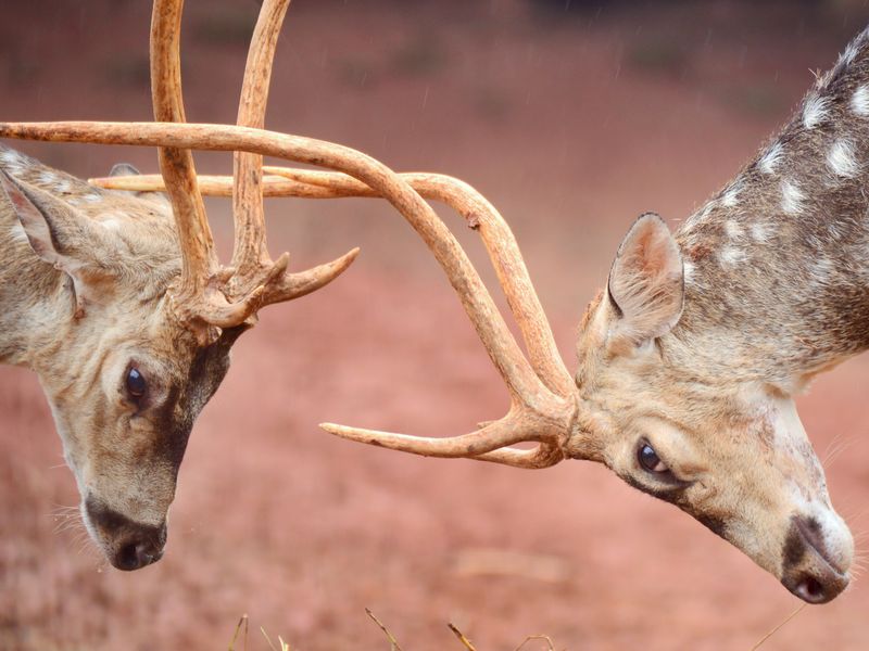 Fighting of Deer | Smithsonian Photo Contest | Smithsonian Magazine