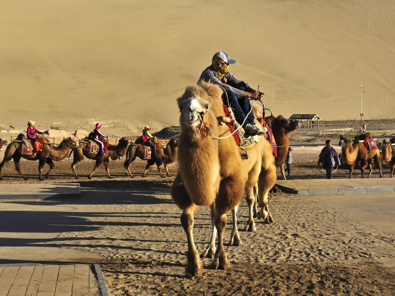 Camel rider | Smithsonian Photo Contest | Smithsonian Magazine