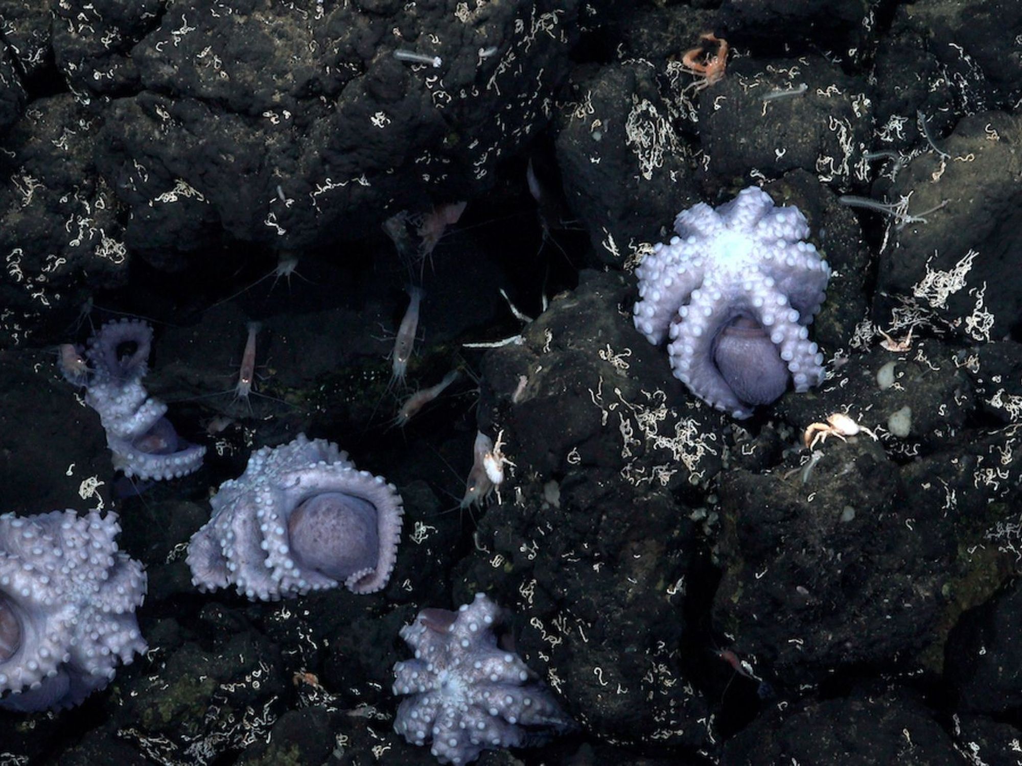 Scientists Find Rare Deep-Sea Octopus Nurseries