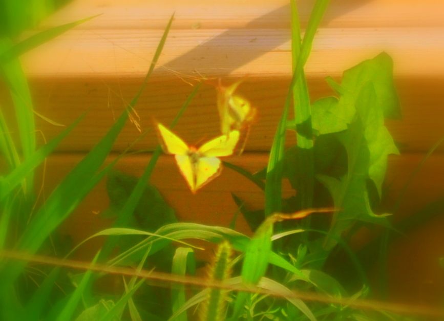 I watched this pair flit around together for several minutes before ...