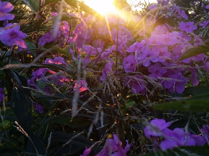 Purple Patience | Smithsonian Photo Contest | Smithsonian Magazine