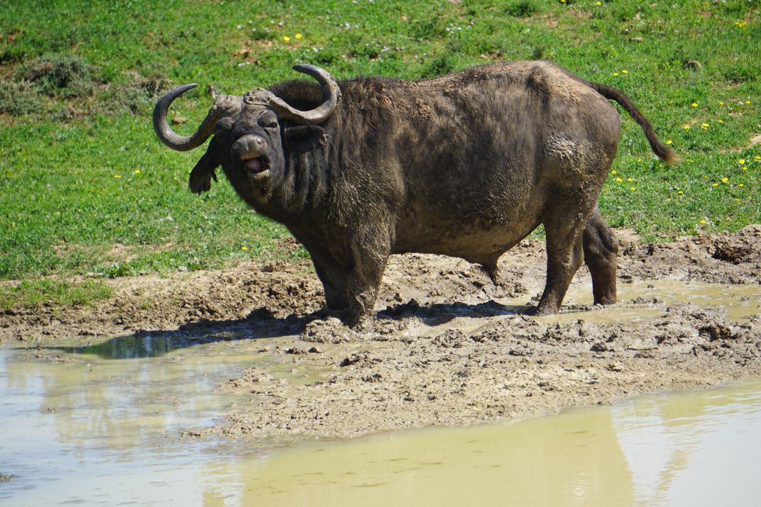 A Cape Buffalo bathing in Kruger National Park | Smithsonian Photo ...