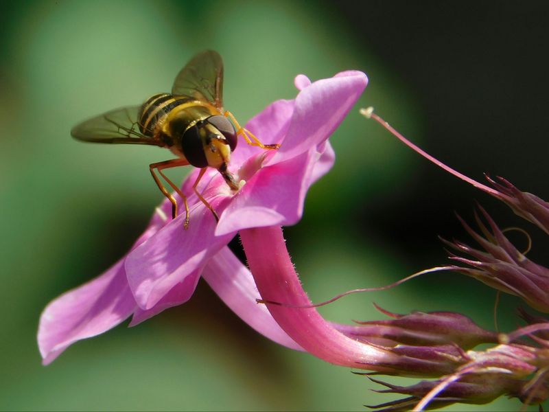 Hoverfly Pollination | Smithsonian Photo Contest | Smithsonian Magazine