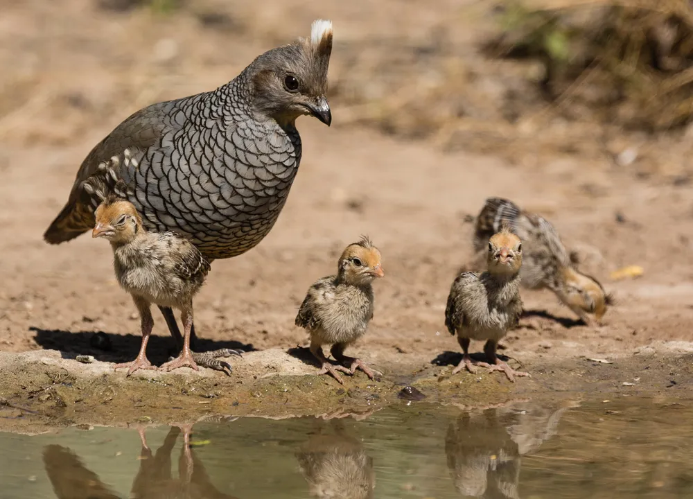 Scaled Quail Babies