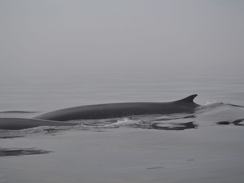 Minke whale with newborn | Smithsonian Photo Contest | Smithsonian Magazine