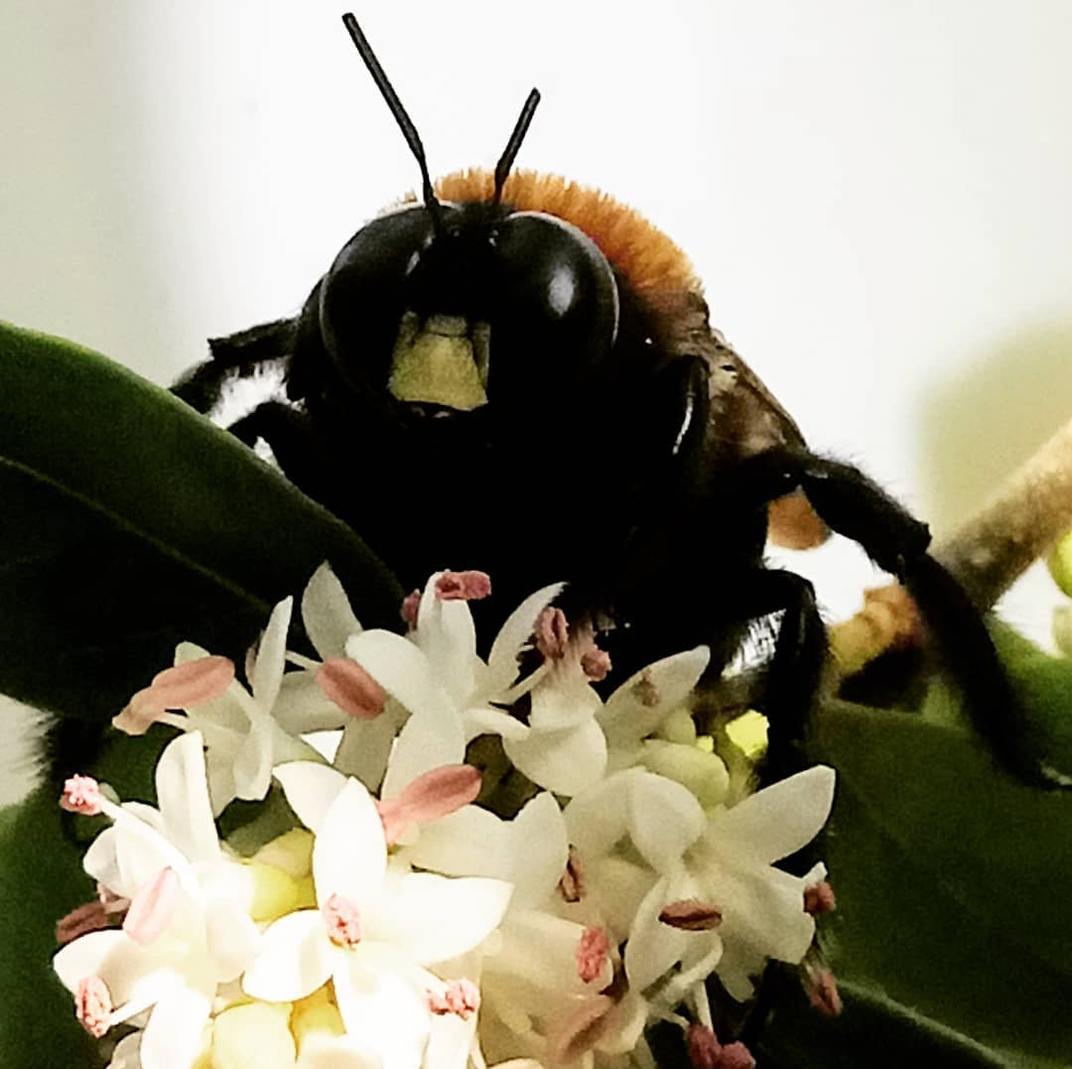 Beautiful Bumblebee | Smithsonian Photo Contest | Smithsonian Magazine