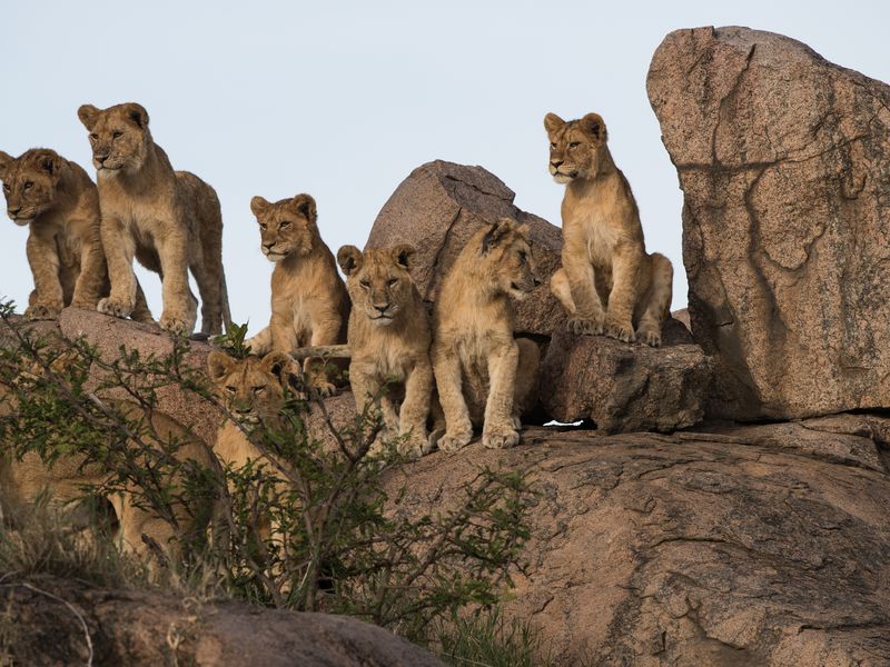 Lion cubs on kopje | Smithsonian Photo Contest | Smithsonian Magazine