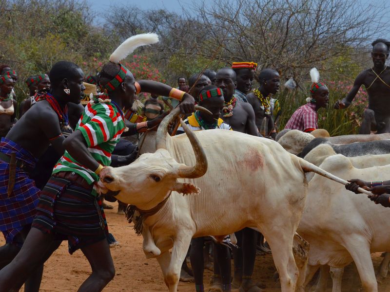 3. Hamar bull jump - The first jump | Smithsonian Photo Contest ...