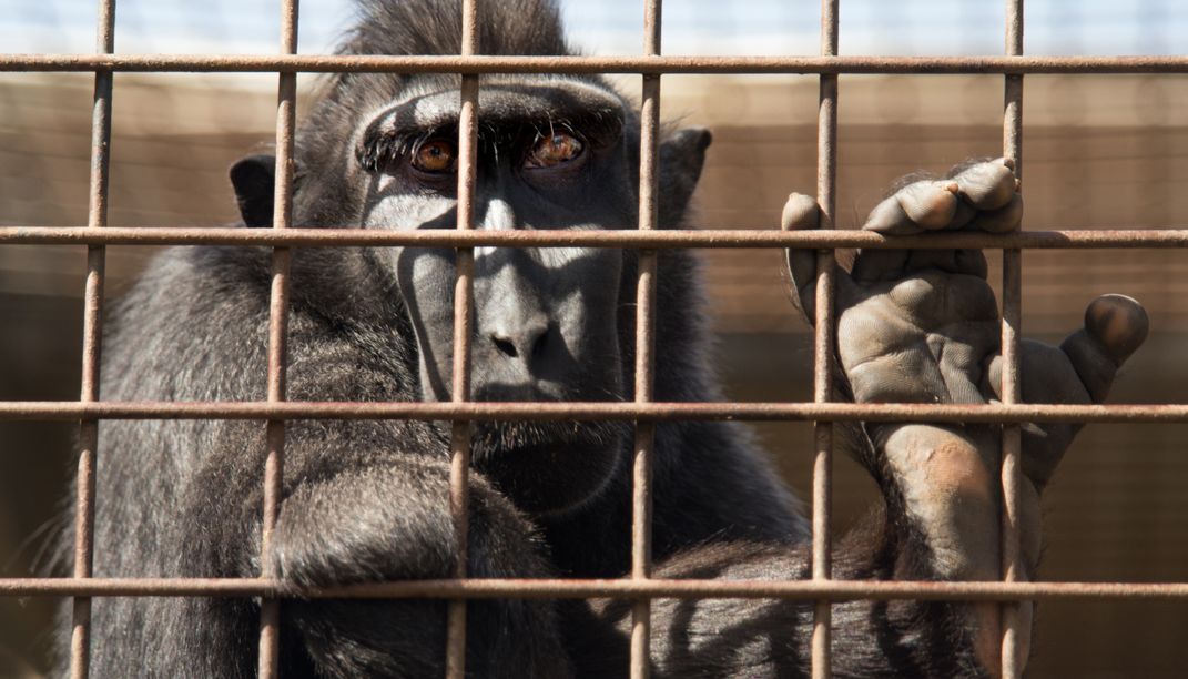 Monkey behind bar at the Ramat Gan zoo | Smithsonian Photo Contest ...