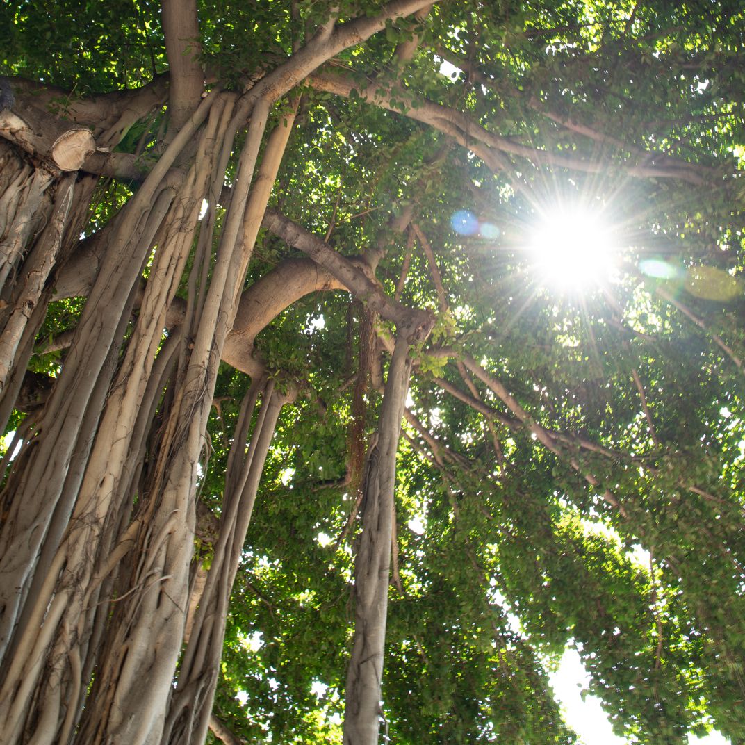 Waikiki Banyan Tree | Smithsonian Photo Contest | Smithsonian Magazine