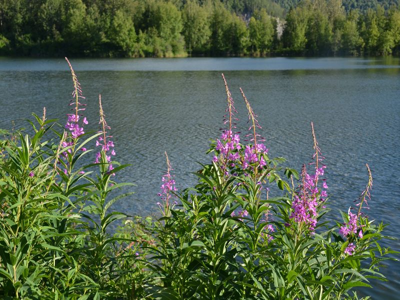 Fireweed | Smithsonian Photo Contest | Smithsonian Magazine