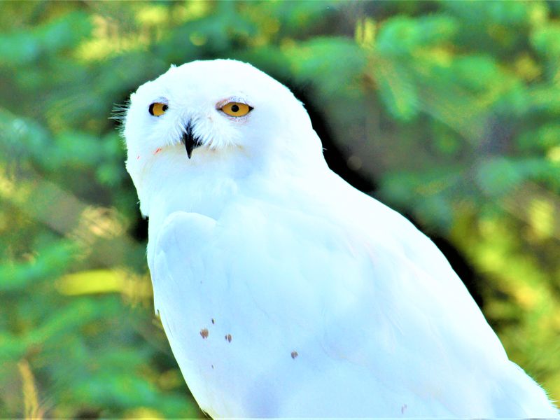 White Owl, Winnipeg, Manitoba, Canada | Smithsonian Photo Contest ...