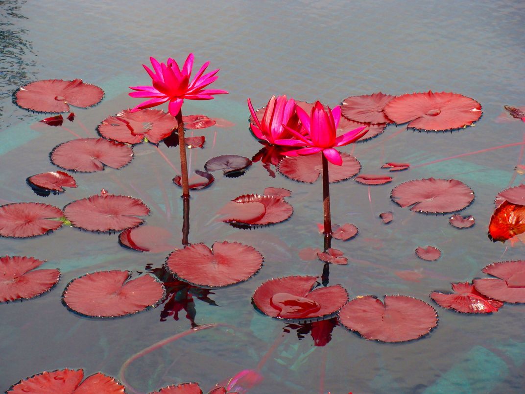 Red Water Lilies | Smithsonian Photo Contest | Smithsonian Magazine