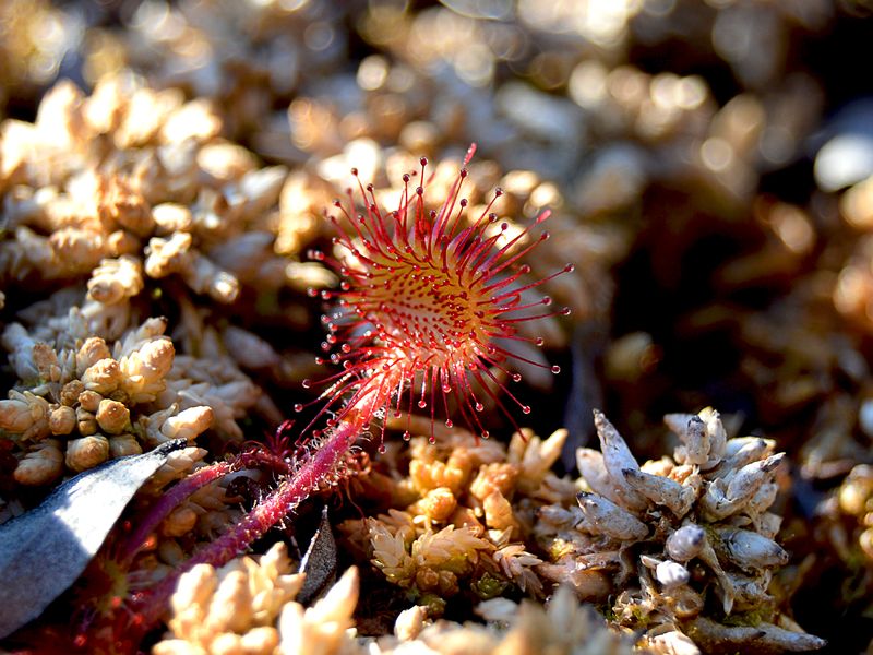 Insectivorous sundew | Smithsonian Photo Contest | Smithsonian Magazine