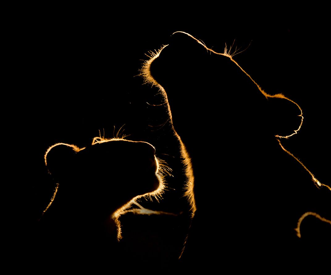 Curves of Lions | Smithsonian Photo Contest | Smithsonian Magazine