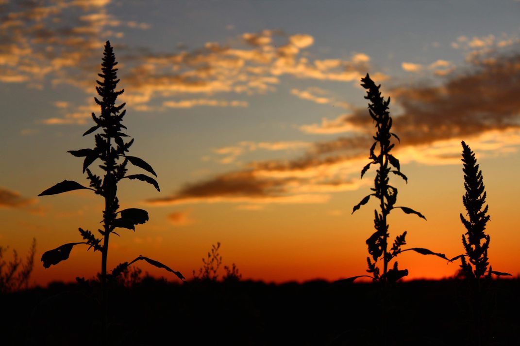 An Alabama Sunset | Smithsonian Photo Contest | Smithsonian Magazine