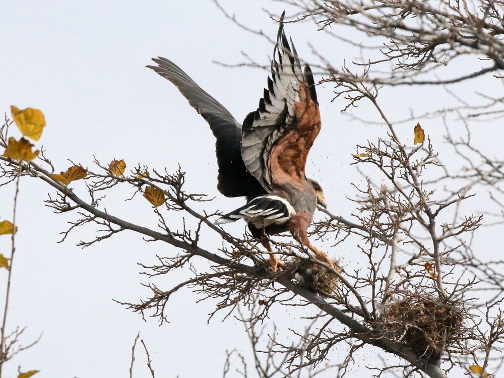 Harris's Hawk Steals Nest | Smithsonian Photo Contest | Smithsonian ...