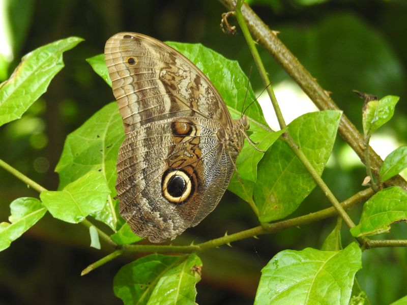 Owl Eye Butterfly | Smithsonian Photo Contest | Smithsonian Magazine