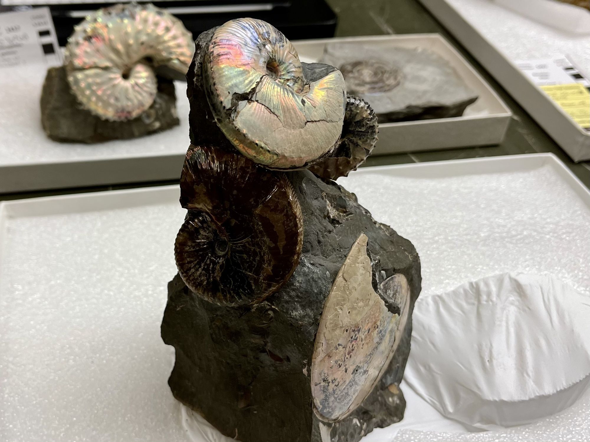 2022 in Review: Smithsonian Staff Sifts Through an Ocean of Fossils ...