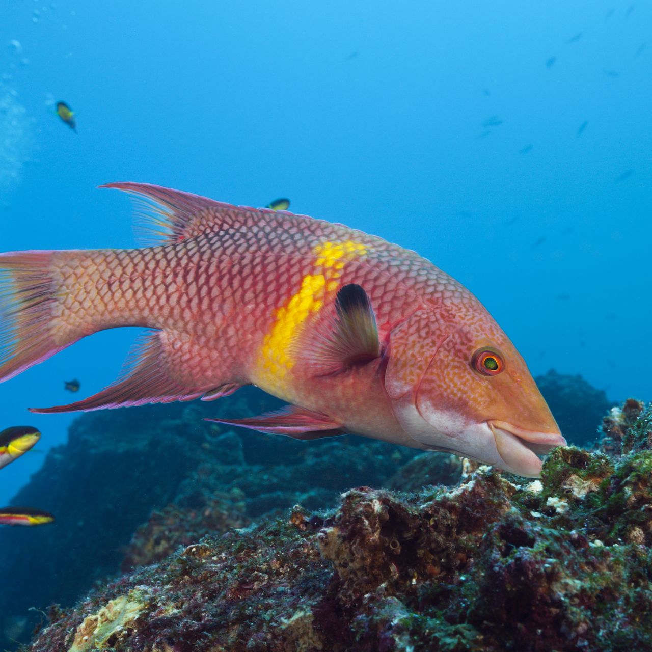 hogfish underwater