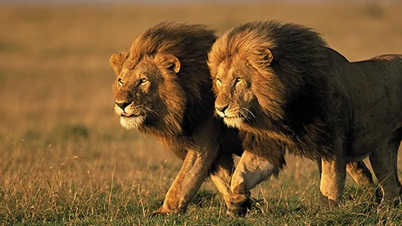 Pack Of Male Lions Hunting