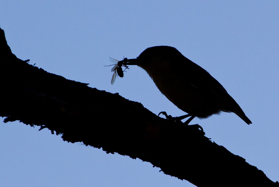 A pygmy nuthatch, silhouetted against the sky, prepares to eat a queen ...