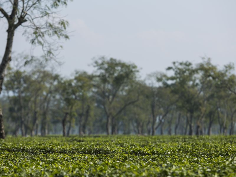 Assam tea plantation | Smithsonian Photo Contest | Smithsonian Magazine