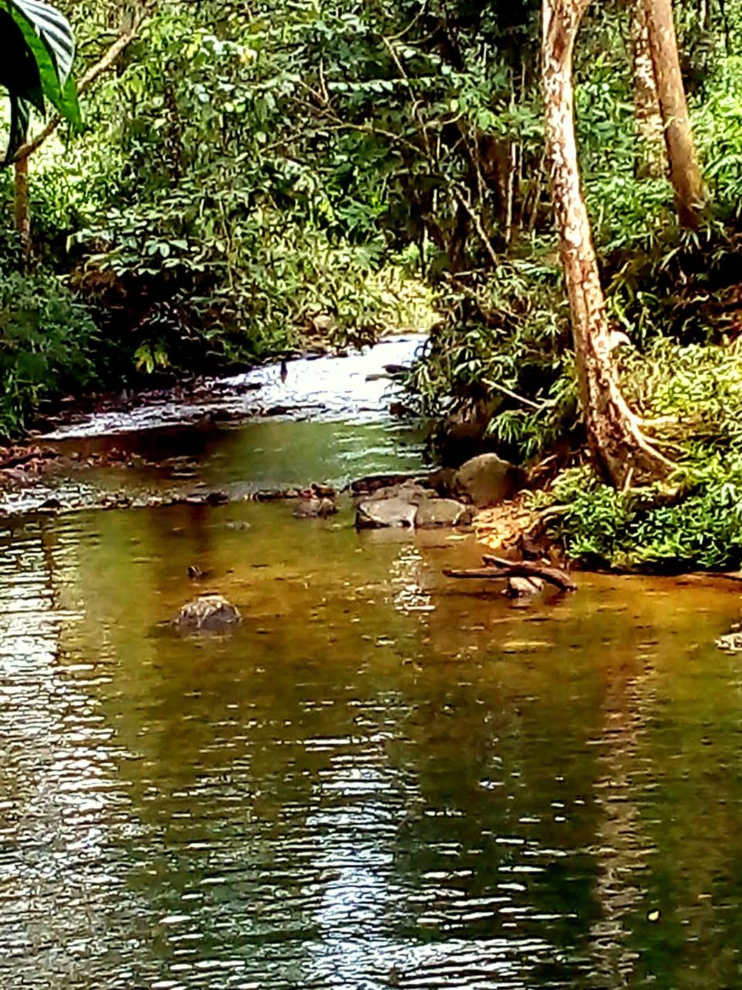 srilanka wet zoner river and forest | Smithsonian Photo Contest ...