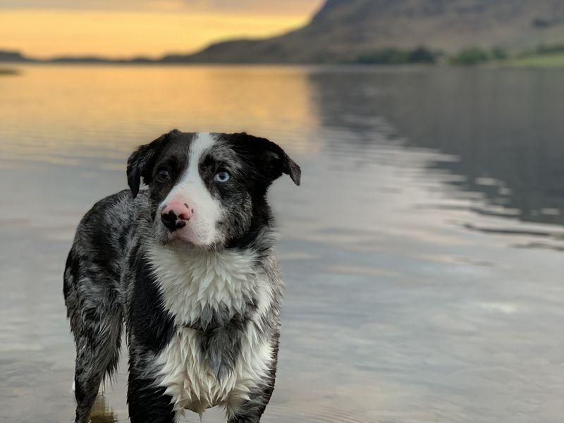 The Welsh sheep dog at sunset | Smithsonian Photo Contest | Smithsonian ...
