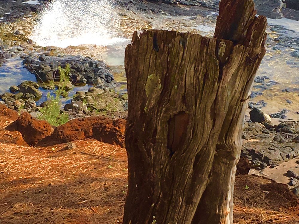 Tree Stump at Spouting Horn | Smithsonian Photo Contest | Smithsonian ...