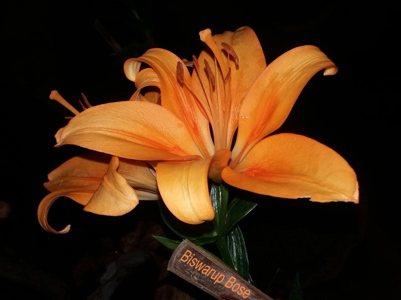 LILIN LILY | Smithsonian Photo Contest | Smithsonian Magazine