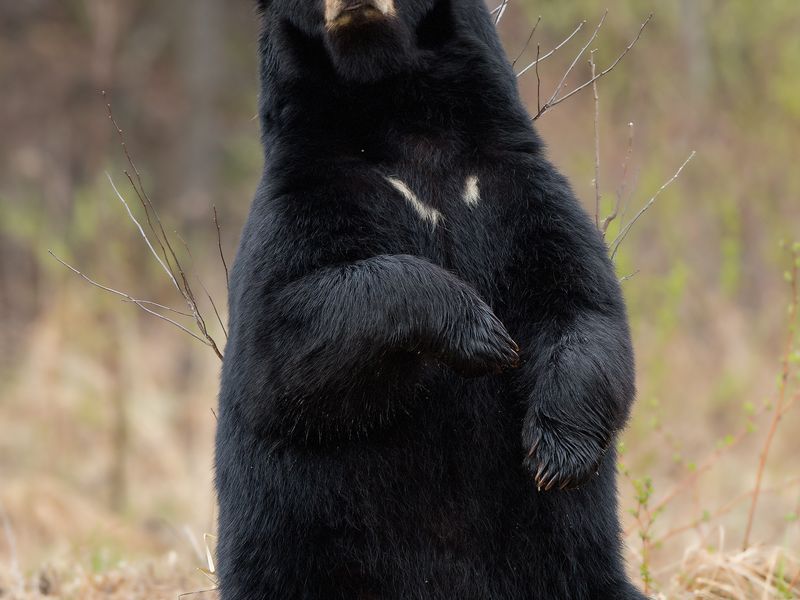 Baloo | Smithsonian Photo Contest | Smithsonian Magazine