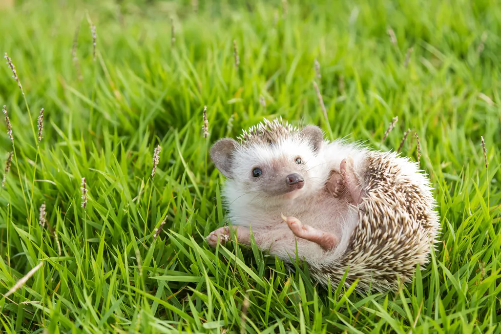 hedgehog pet
