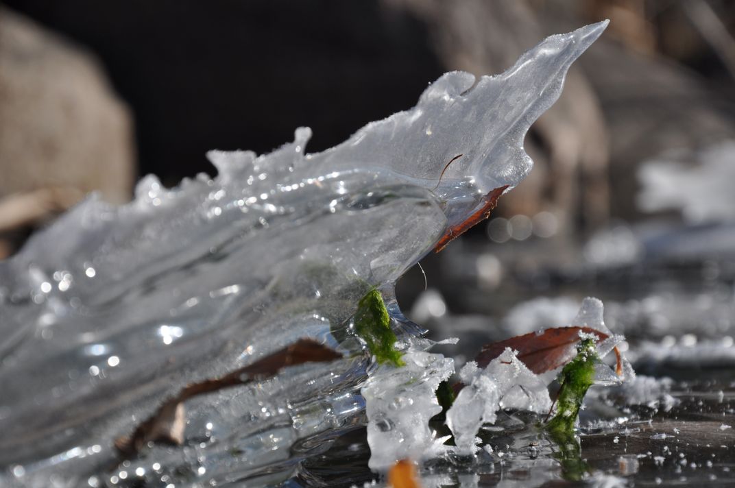 First Freeze | Smithsonian Photo Contest | Smithsonian Magazine