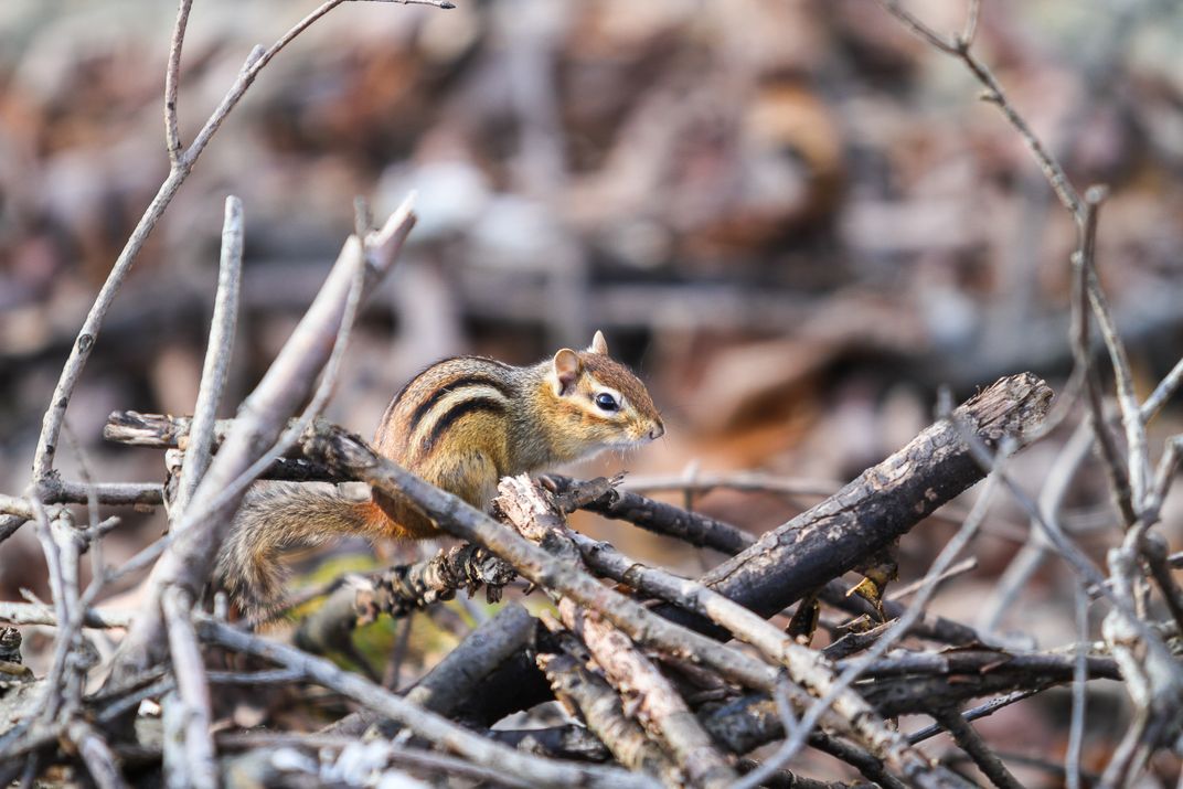 Chipmunk Portrait | Smithsonian Photo Contest | Smithsonian Magazine