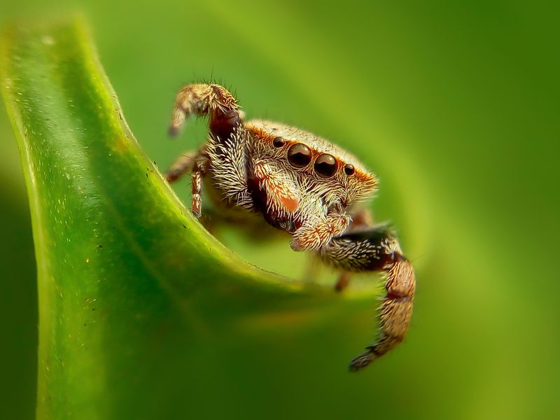 Jumping Spider | Smithsonian Photo Contest | Smithsonian Magazine